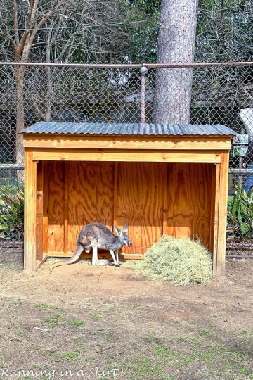 Riverbanks Zoo Travel Guide - What to See & Do « Running in a Skirt