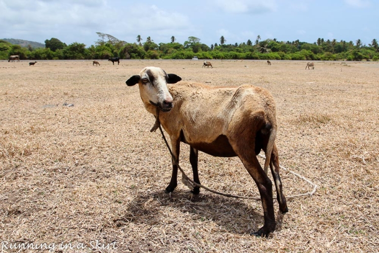 Island of Grenada Highlights