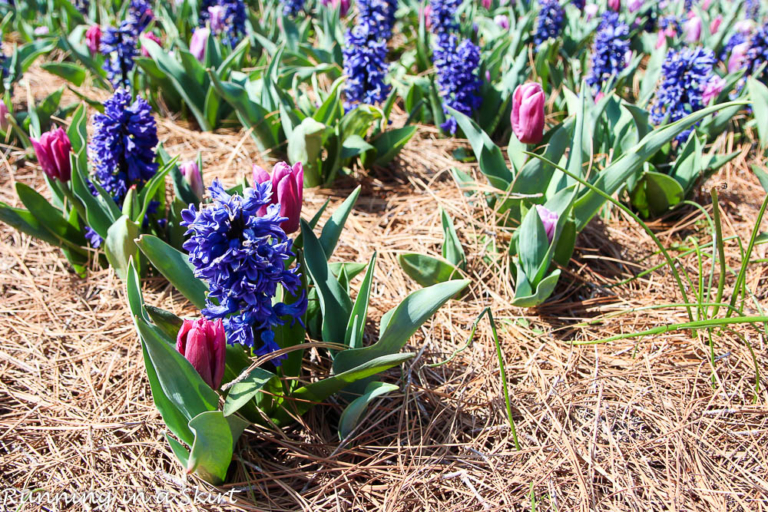 5 Essentials for a Healthy Spring