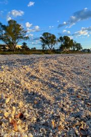 Sanibel Island Shells & Shelling Guide « Running in a Skirt