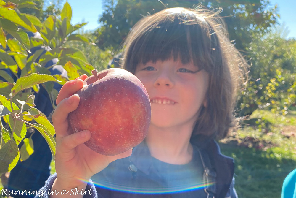 Weekly Happenings - An ER Visit, Special Guest & Apple Farm Field Trip ...