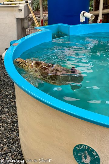 Georgia Sea Turtle Center Jekyll Island Visitors Guide « Running in a Skirt