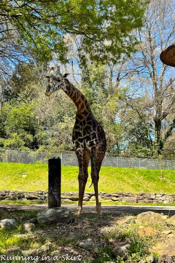 Greenville SC Zoo Visitor's Guide « Running in a Skirt