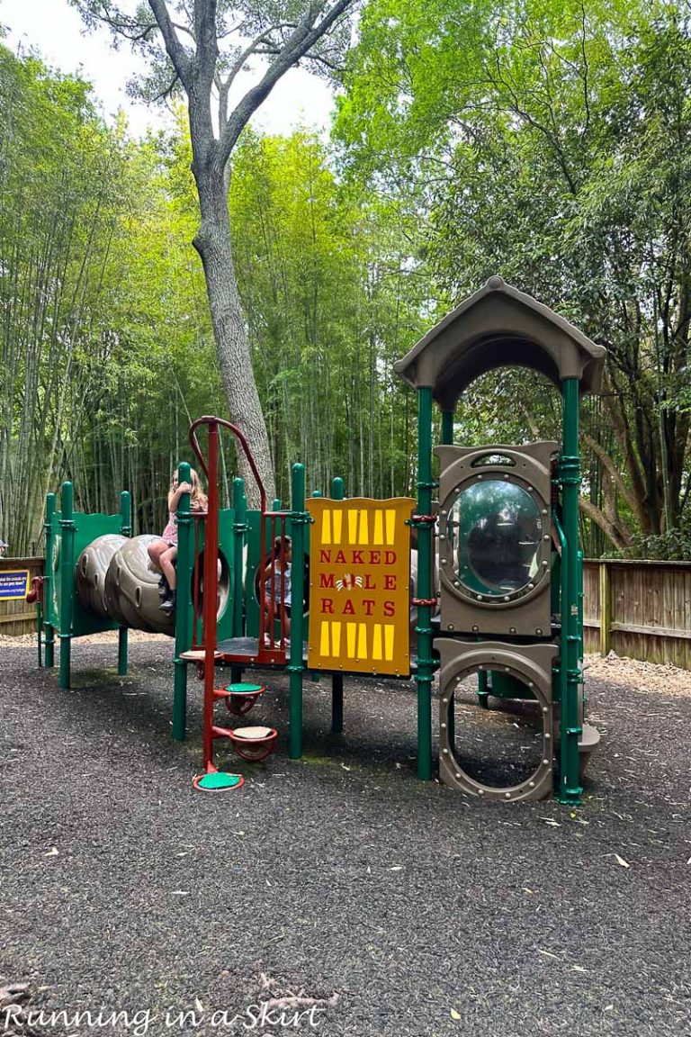 Atlanta Zoo - Review & Can't Miss Attractions « Running in a Skirt