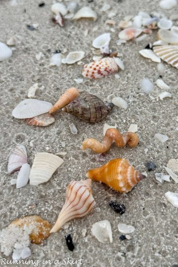 Marco Island Shelling Guide: Tips & Tricks to Find the Best Ones ...