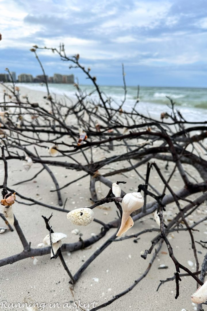 Marco Island Shelling Guide: Tips & Tricks to Find the Best Ones ...