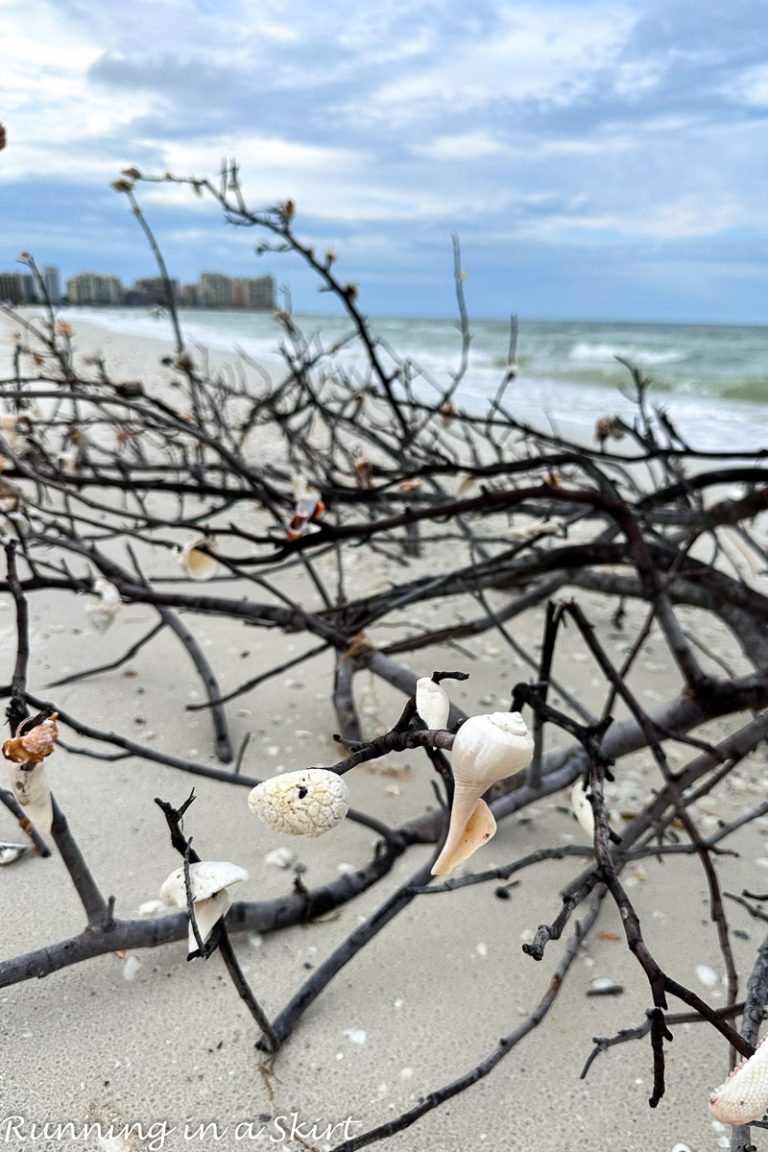 Marco Island Shelling Guide: Tips & Tricks to Find the Best Ones ...