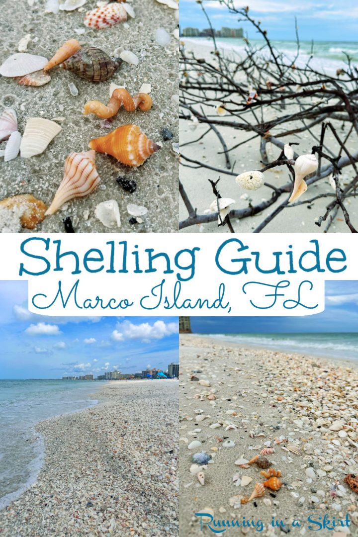 Marco Island Shelling Guide: Tips & Tricks to Find the Best Ones ...