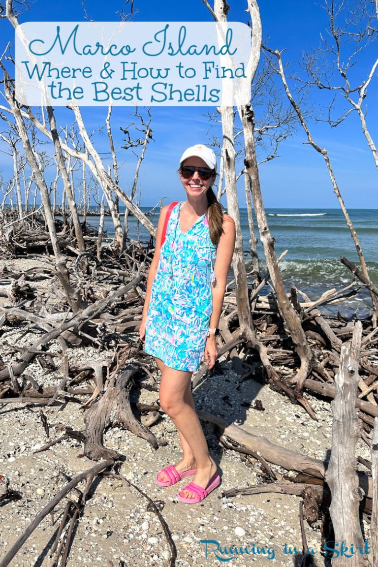 Marco Island Shelling Guide: Tips & Tricks to Find the Best Ones ...